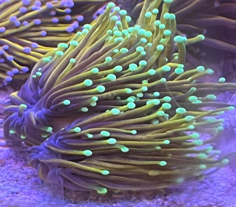 Dragon Soul Torch Coral 2 Head – Marine Aquarium Mariculture